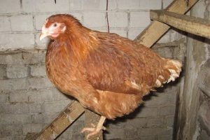 Редбро порода кур – описание, содержание, фото и видео